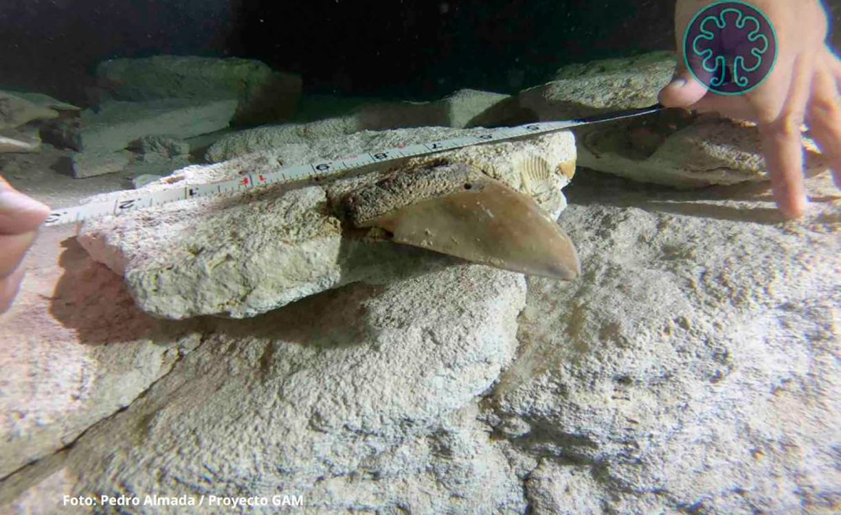 MURECO exhibe fósiles de megalodón descubiertos en cenote de Q. Roo ...
